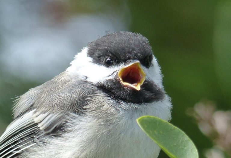 Baby Bird: Understanding, Identifying, and Helping Young Birds
