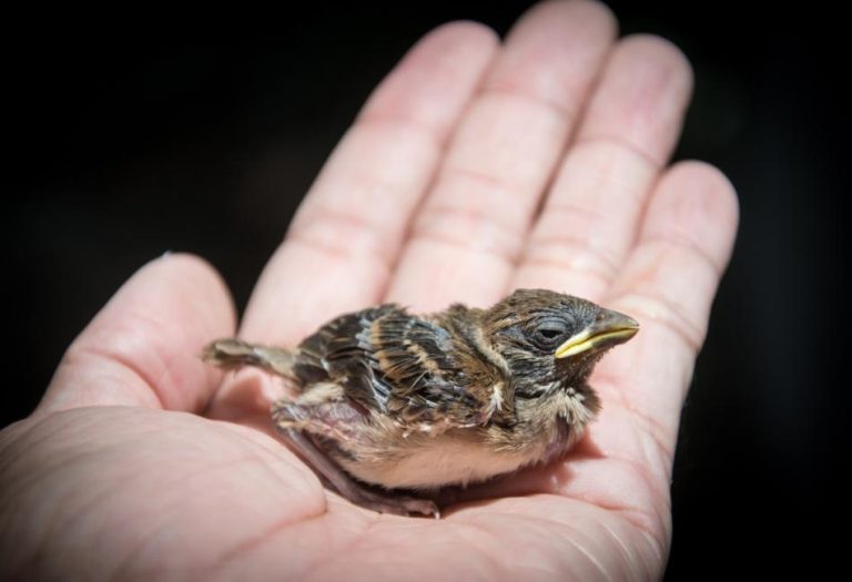 Baby Bird: Understanding, Identifying, and Helping Young Birds