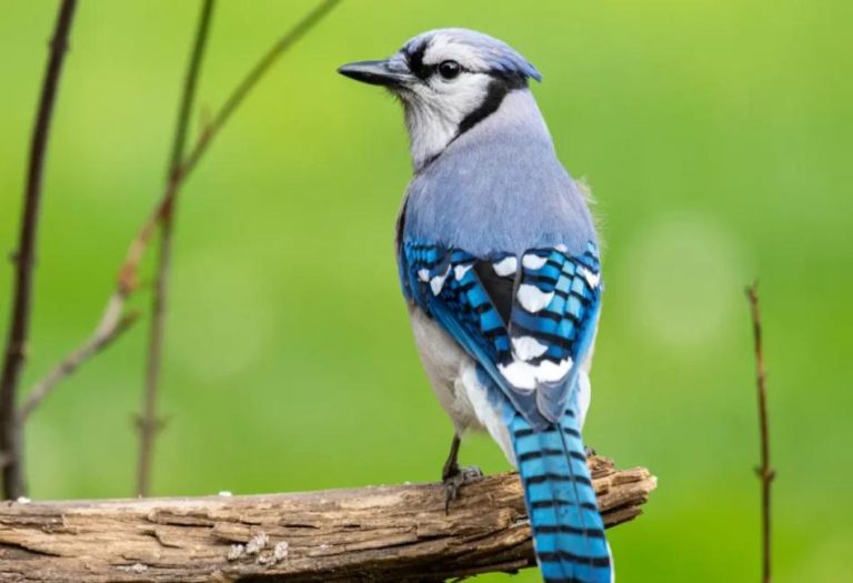Blue Jay Spiritual Meaning: Symbolism, Messages, Mysticism, and More