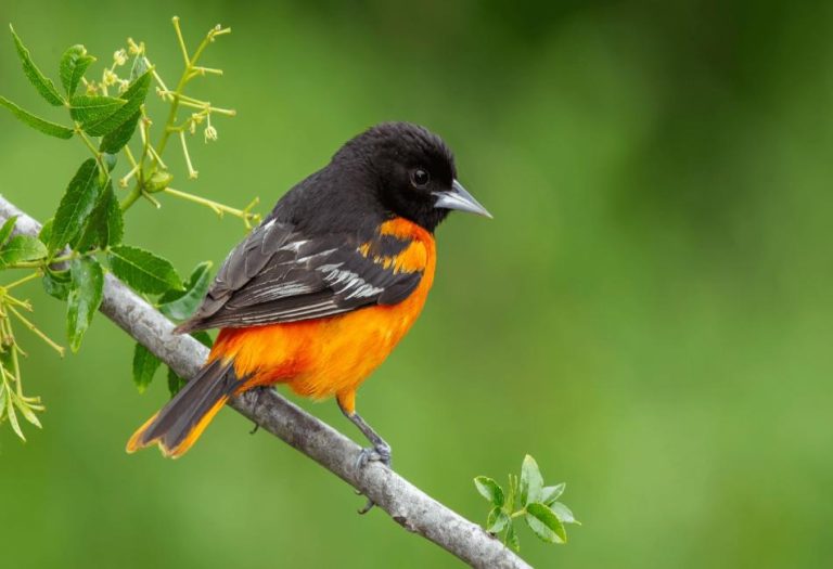 Orange Bird: Discover the Bright World of Orange Birds in Nature