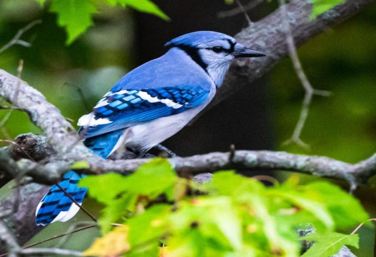 Blue Jay Meaning: Symbolism, Spiritual Significance, and Cultural ...