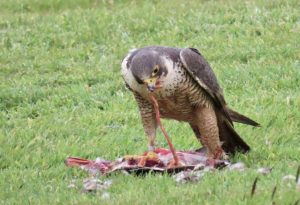 What Do Hawks Eat? A Look at the Diet of These Aerial Hunters