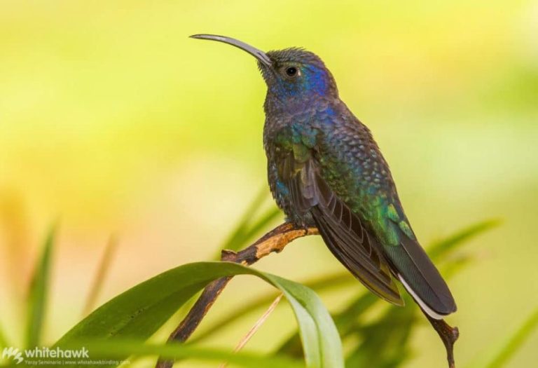 Do Hummingbirds Migrate? A Most Interesting Glimpse into Their Amazing ...