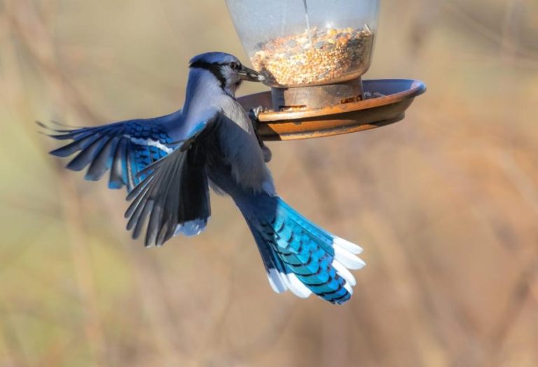 Blue Jay Spiritual Meaning: Symbolism, Messages, Mysticism, and More
