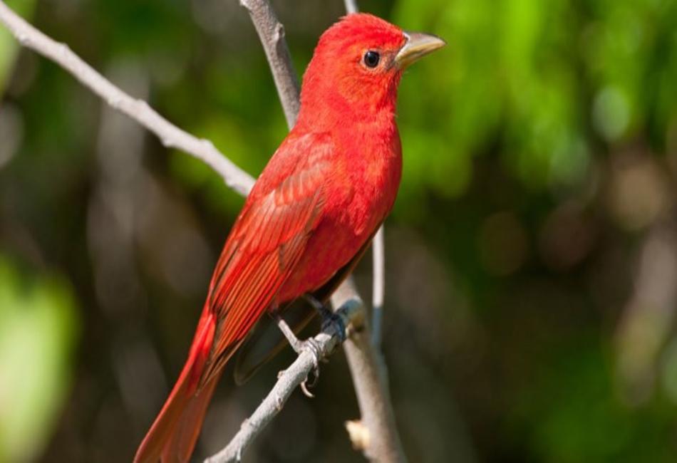 Red Birds: The Boldest Feathers in Nature and Their Importance