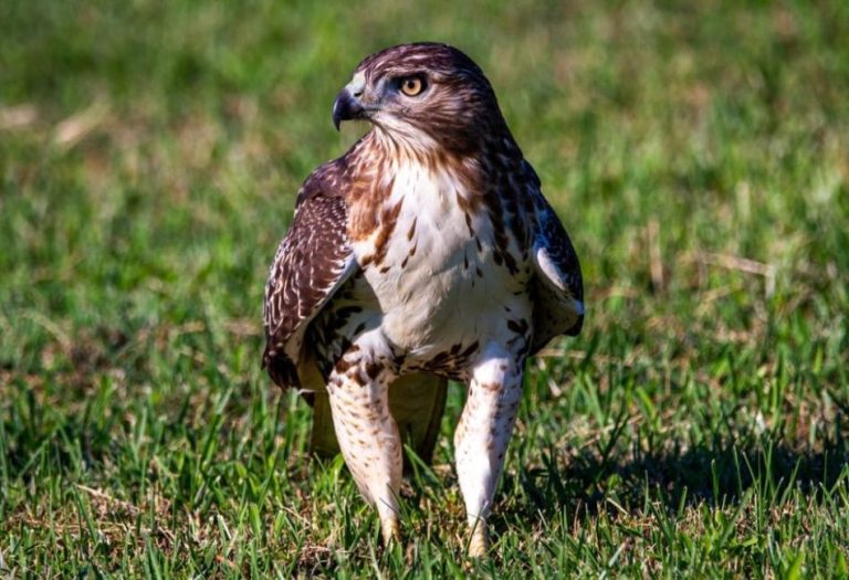 What Do Hawks Eat? A Look at the Diet of These Aerial Hunters