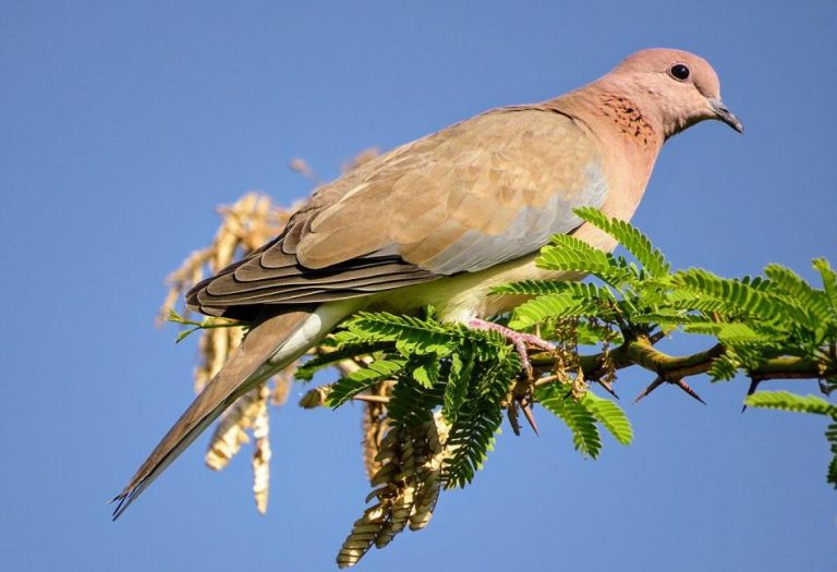 Dove Bird: Symbol of Peace, Beauty, and International Status