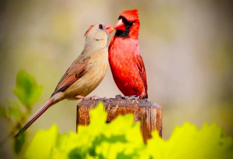 How Do Birds Mate? The Intriguing Reproduction Behaviour of Birds